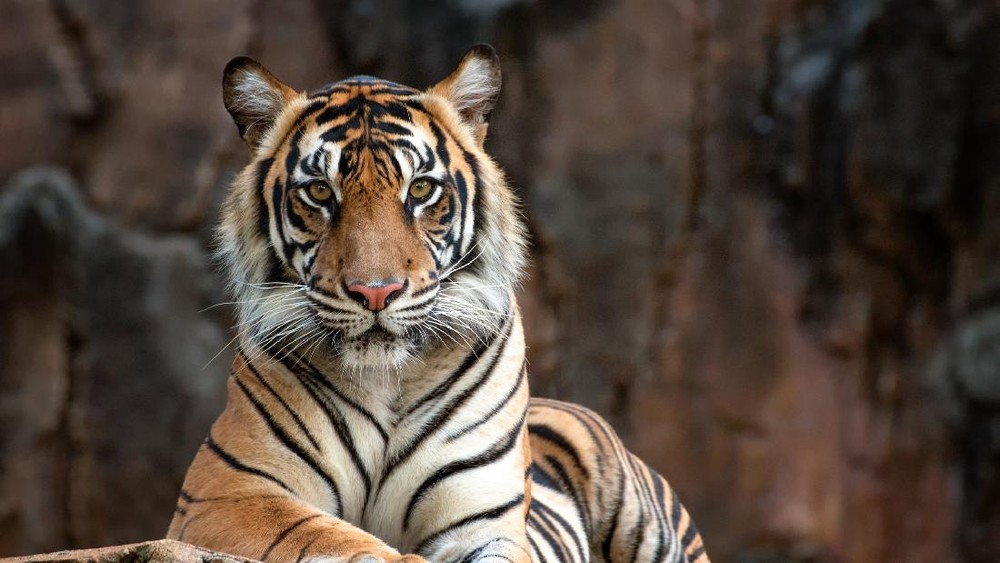 Urin Harimau Jadi Obat Ajaib? Harga Selangit! - Kaltimtuntas