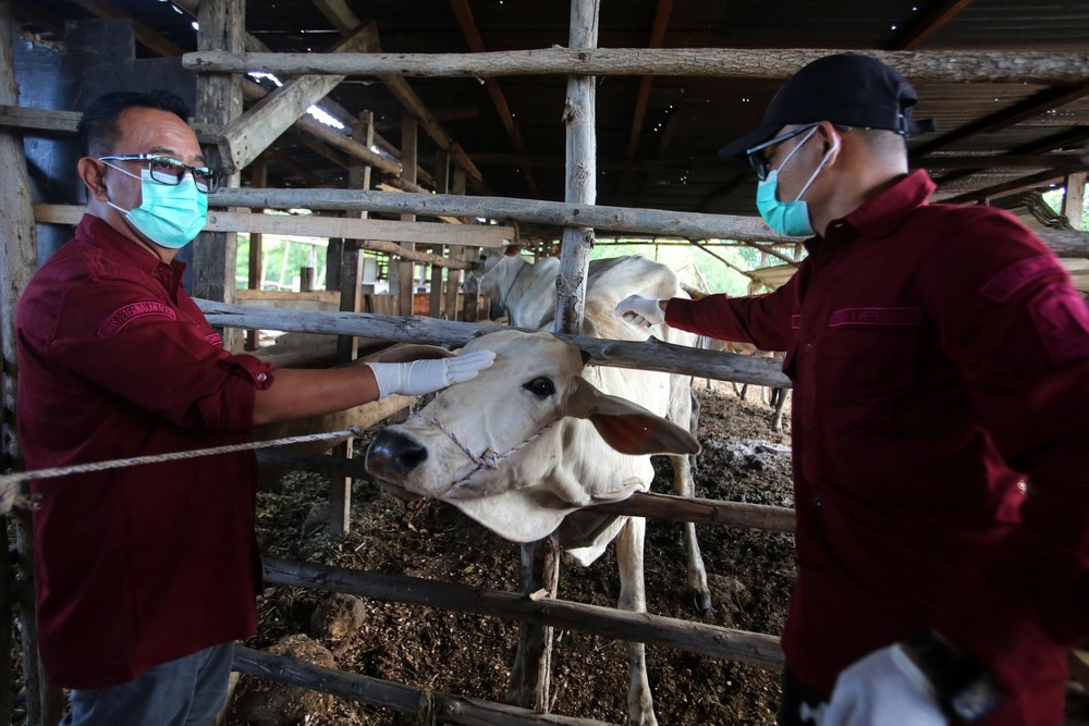 Vaksin Sapi Rahasia Cegah Bencana Pmk Kaltimtuntas
